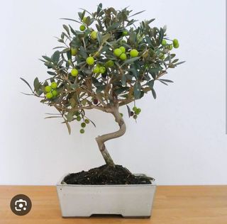 Bonsai di ulivo