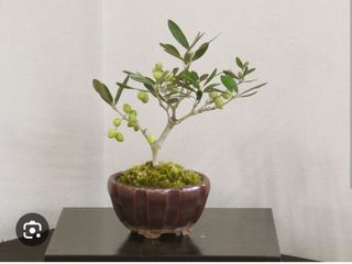 Bonsai di ulivo