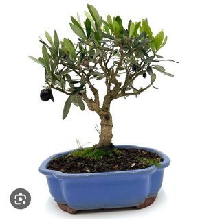 Bonsai di ulivo