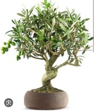 Bonsai di ulivo