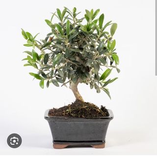 Bonsai di ulivo