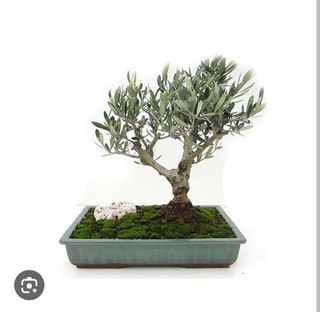 Bonsai di ulivo