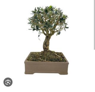 Bonsai di ulivo