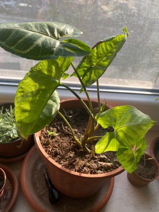 Syngonium podophyllum