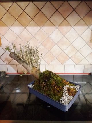 Bonsai di ulivo di 7 anni