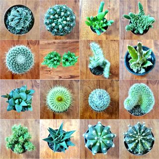 Mix di 15 Piante Grasse Rare Premium Quality