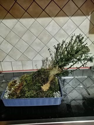 Spettacolare bonsai di olivastro