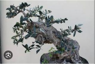Bonsai di ulivo