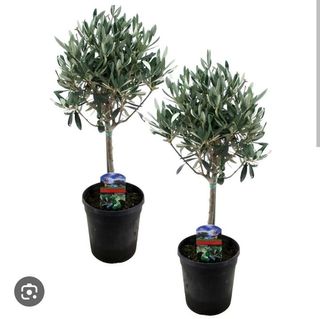 Lotto di 2 alberelli di ulivo