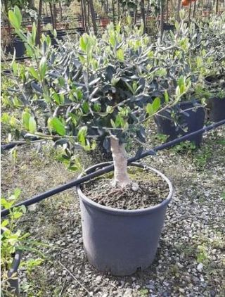 Bonsai di ulivo