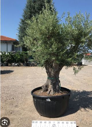 Bonsai di ulivo secolare