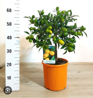 kumquat