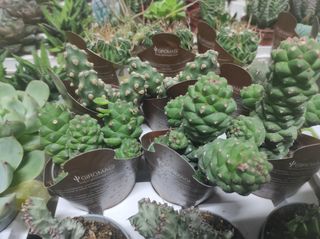 Piante grasse