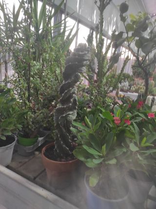 Piante grasse