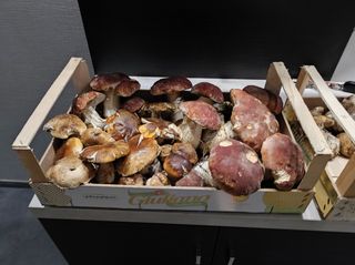 Funghi porcini secchi