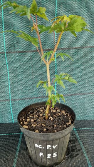 Acero Palmato verde Giapponese ( A.Polymorphum )