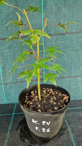Acero Palmato verde Giapponese ( A.Polymorphum )