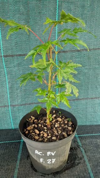 Acero Palmato verde Giapponese ( A.Polymorphum )