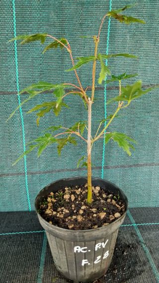Acero Palmato verde Giapponese ( A.Polymorphum )