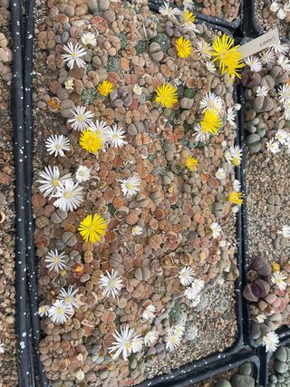 cassetta intera di lithops misto astrophytum