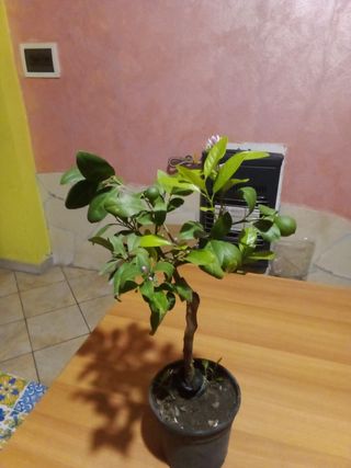 Bonsai di limone