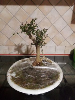 Bonsai di ulivo