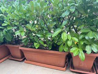 Siepe in vaso VIBURNUM LUCIDUM ideale per balconi.