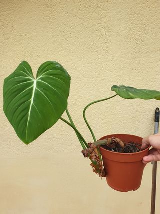 Philodendron raro Gloriosum