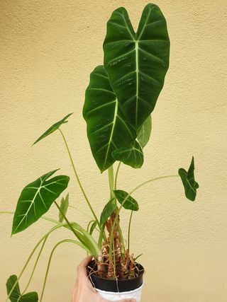 Alocasia Frydek Grande