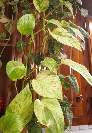 Talea rara Pothos Marble Queen