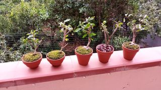 Set di Mini bonsai di melograno