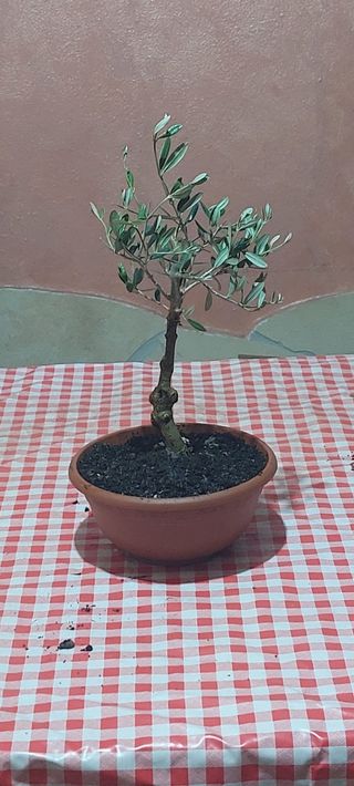 Bonsai di ulivo