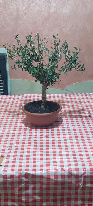 Bonsai di ulivo