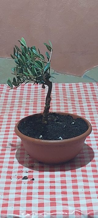 Bonsai di ulivo
