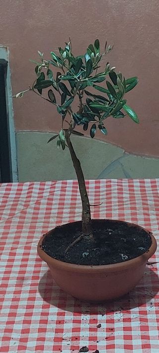 Bonsai di ulivo