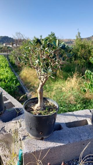 Bonsai di ulivo