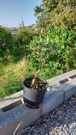 Bonsai di ulivo