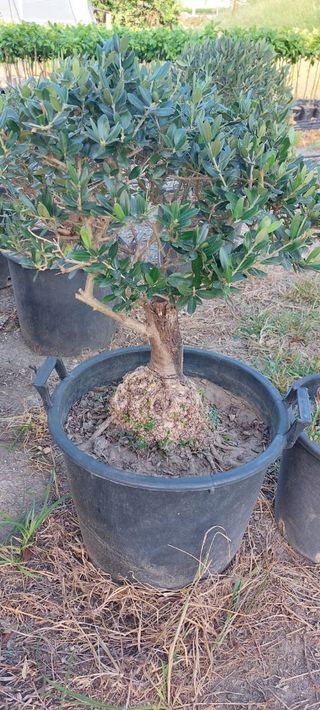 Bonsai di ulivo
