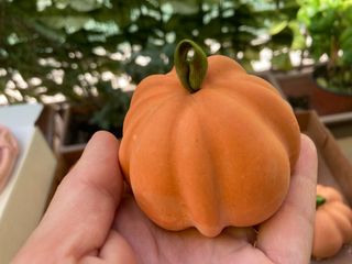 Zucca