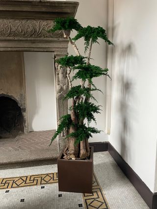 Pianta vera stabilizzata