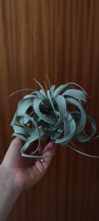 Tillandsia