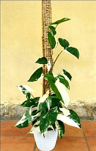 Syngonium Albo Variegato