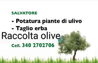 Raccolta e potatura olivi.