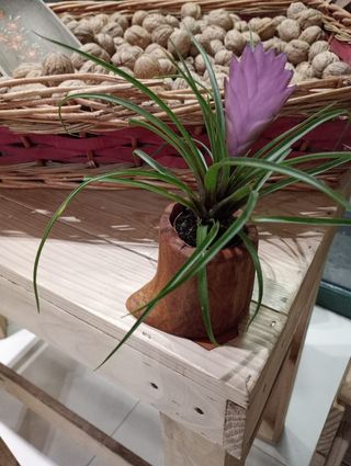 Portapianta in legno di ciliegio + piantina