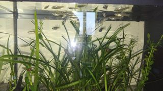 Acquario+mobile