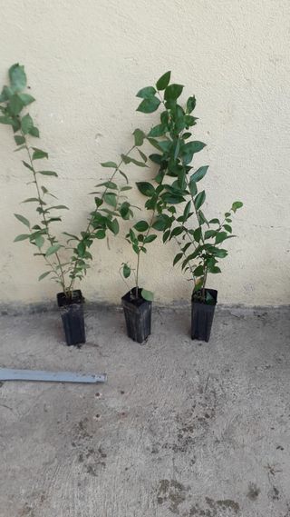 piante per siepi sempreverdi