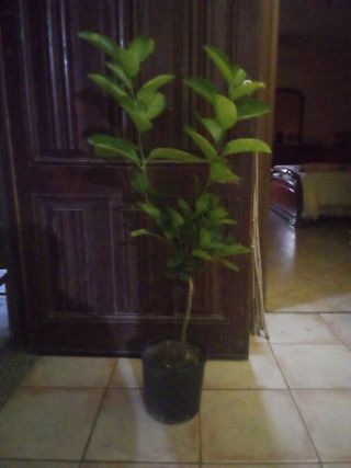 1Limone 1 kumquat 1 arancio