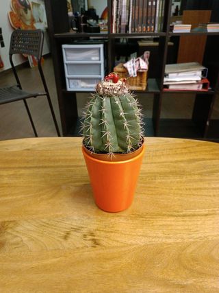 Pianta grassa