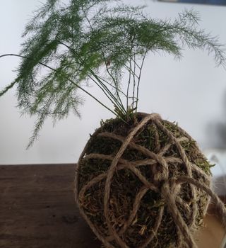 Kokedama Asparagus Setaceus
