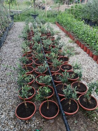 Lotto di 10 Bonsai di ulivo